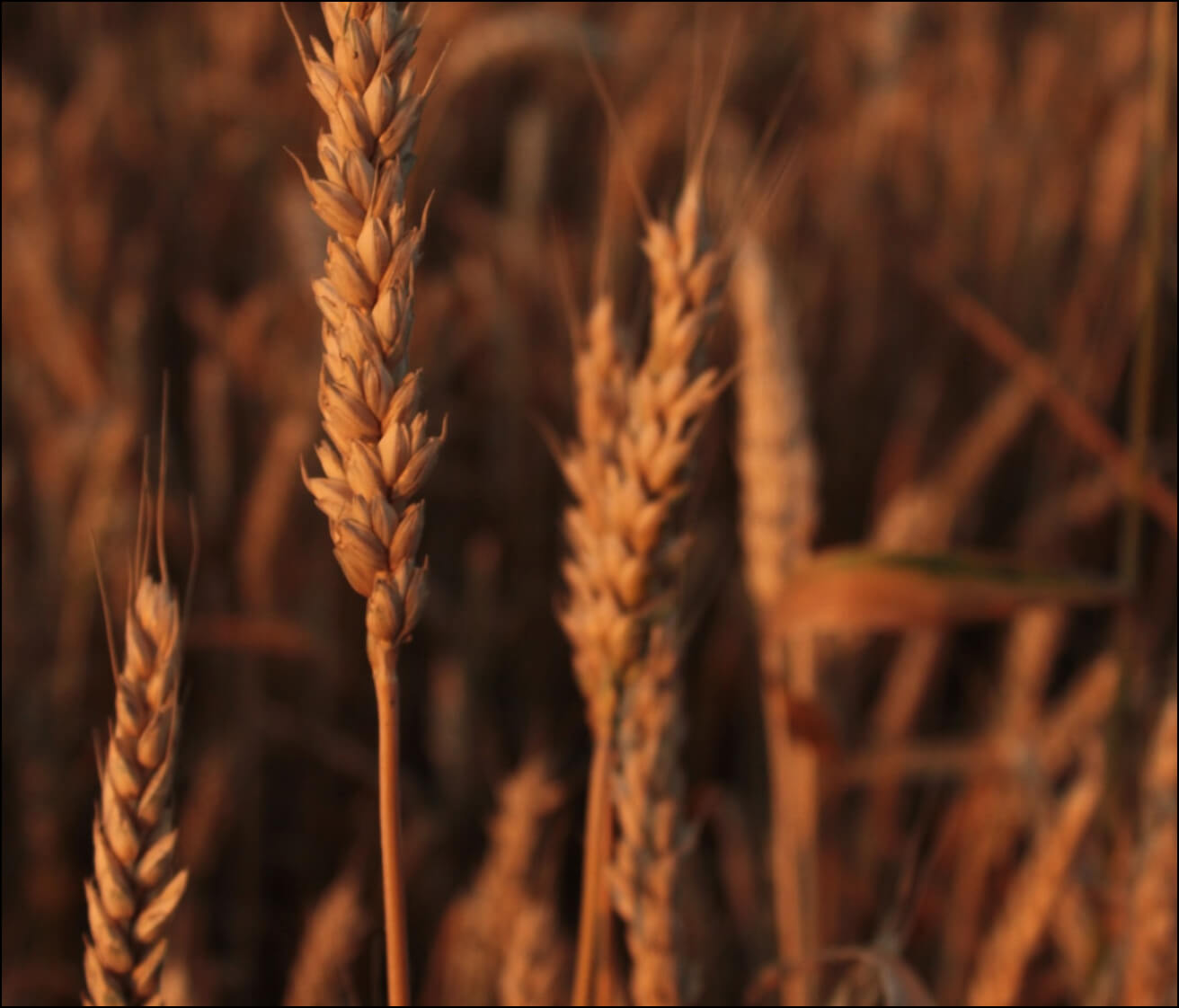 Wheat Lifecycle Assessment | National Associate of Wheat Growers